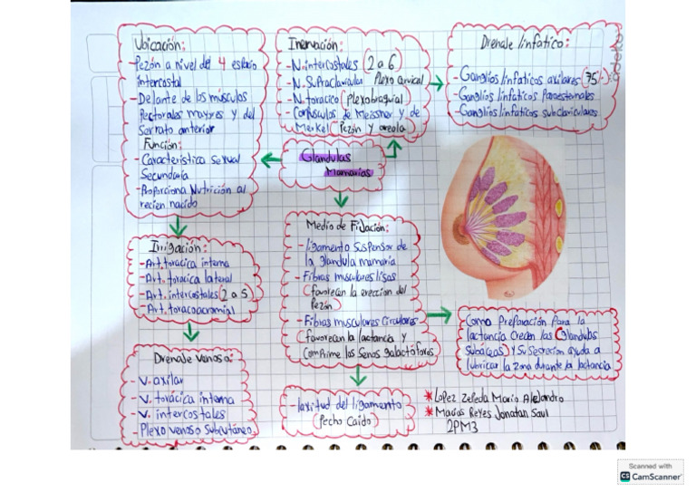 Glándulas Mamarias - López Zepeda y Mací | PDF