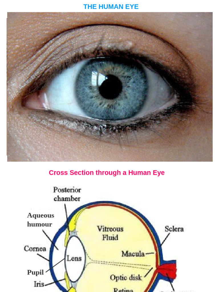 Human Eye and Refraction | PDF | Human Eye | Eye