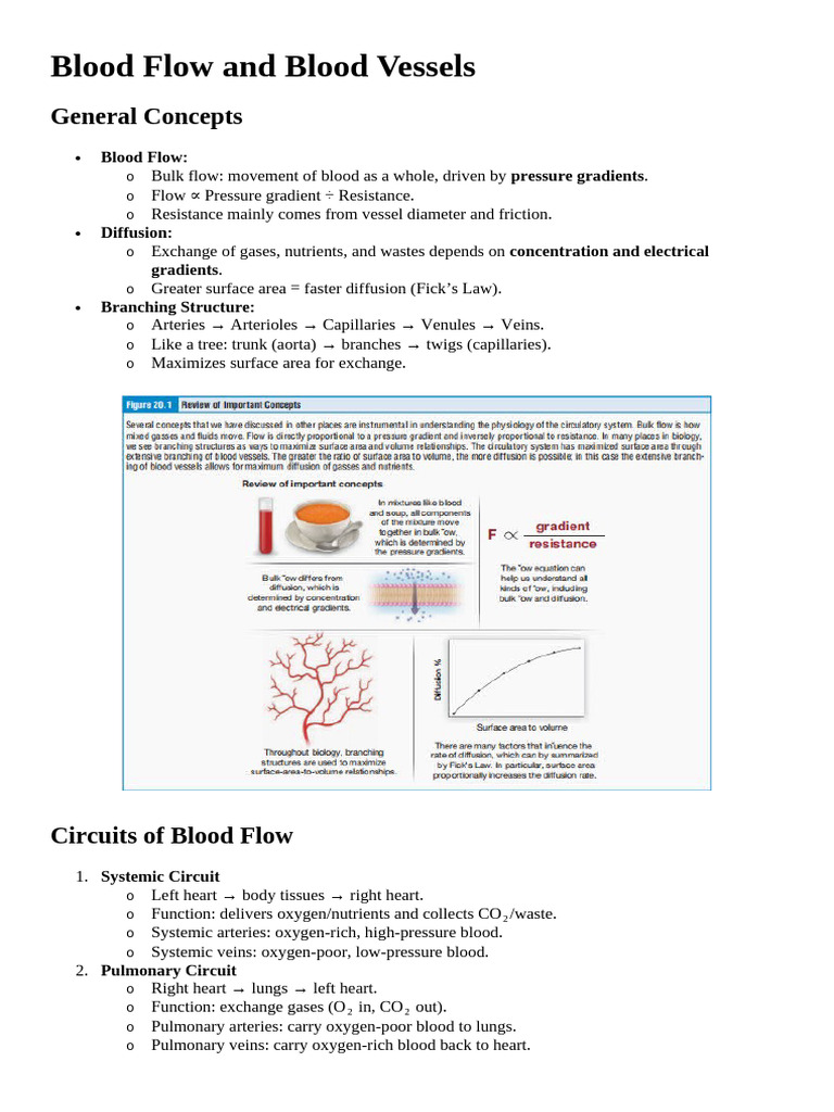 Blood Flow and Blood Vessels Reviewer | PDF | Vein | Blood Vessel