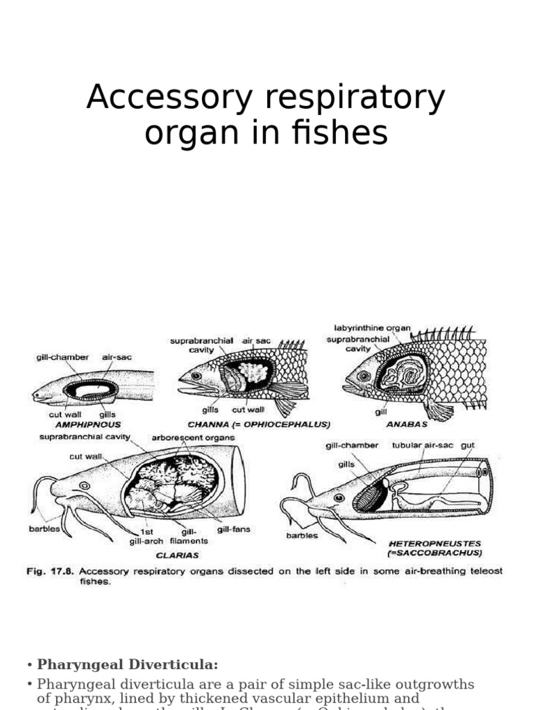 Accessory Respiratory Organs in Fishes | PDF | Gill | Respiratory System