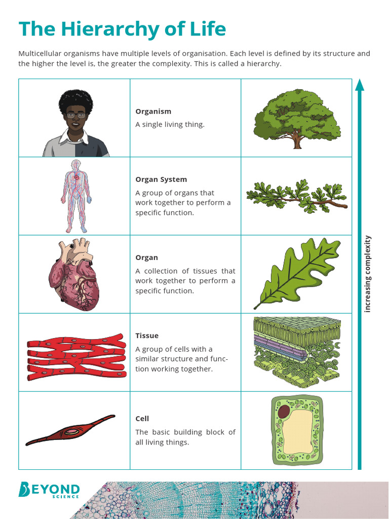 Hierarchy of Life Poster | PDF