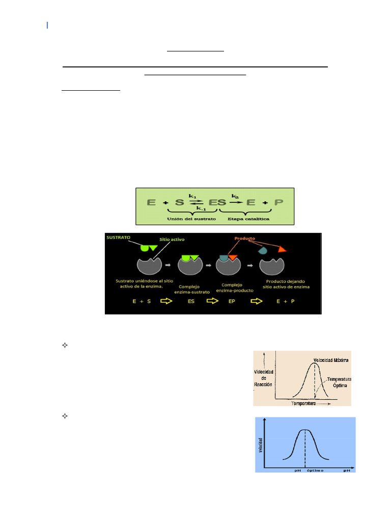 SM02 | PDF | Enzima | Sustrato (Química)