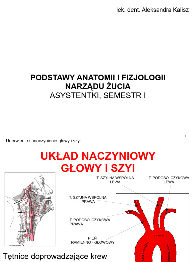 Postawy Anatomii Głowy Dla Asystentek | PDF