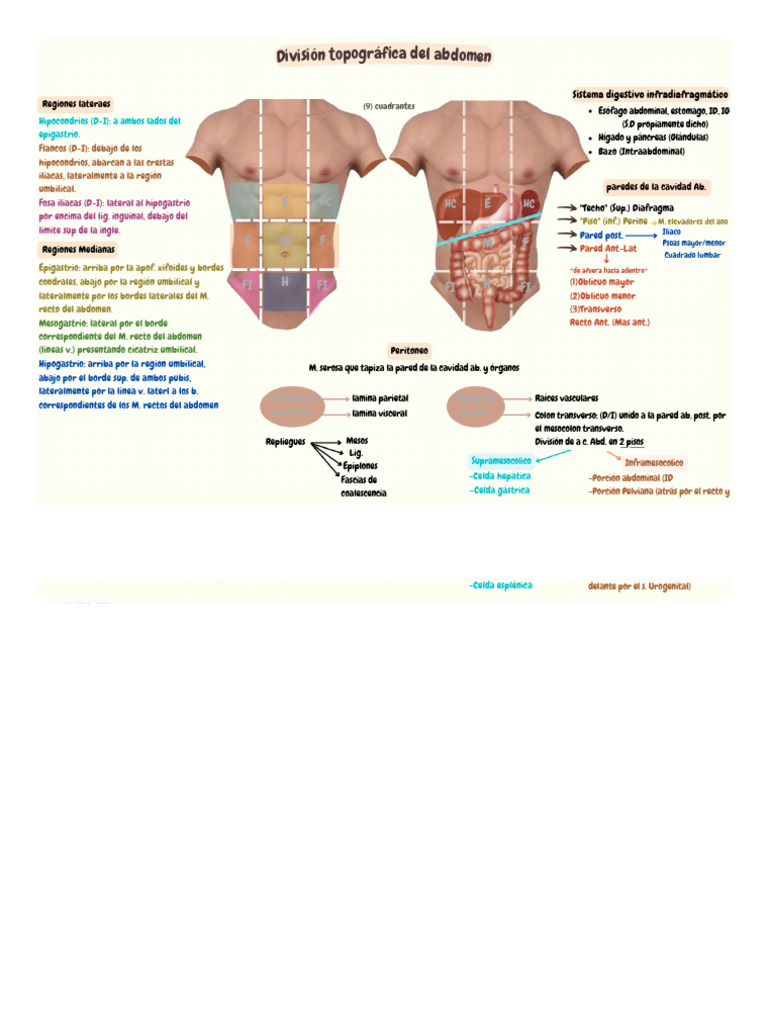 División Topográfica Del Abdomen - Anatomía B | PDF | Abdomen ...