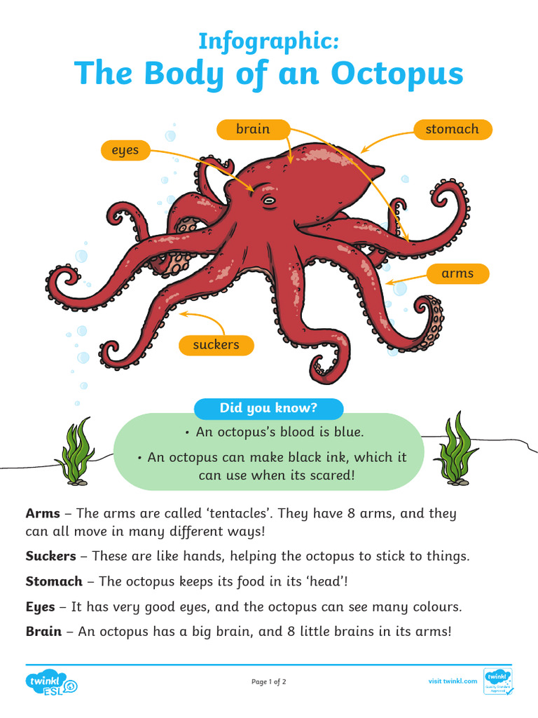 T 1712733892 Esl Infographic Anatomy of An Octopus Kids A1 - Ver - 2 ...