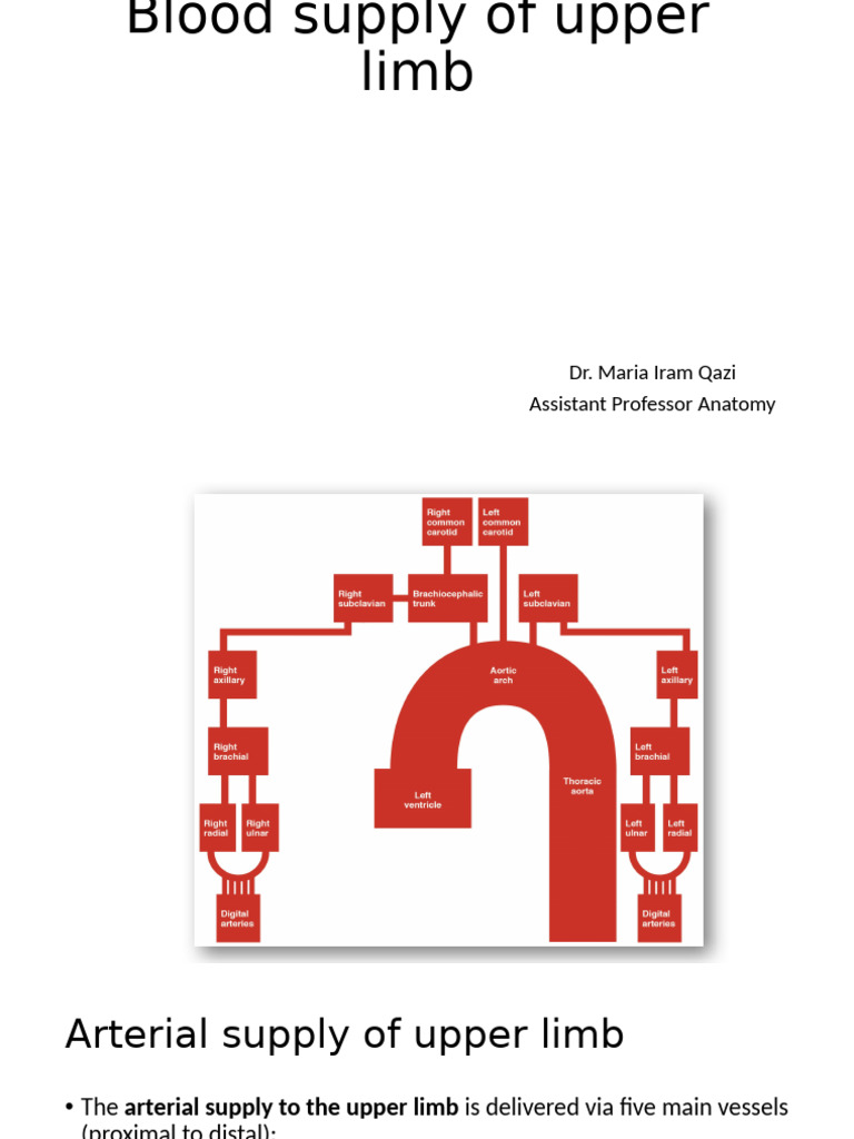 Upper Limb Blood Supply Overview | PDF | Arm | Elbow