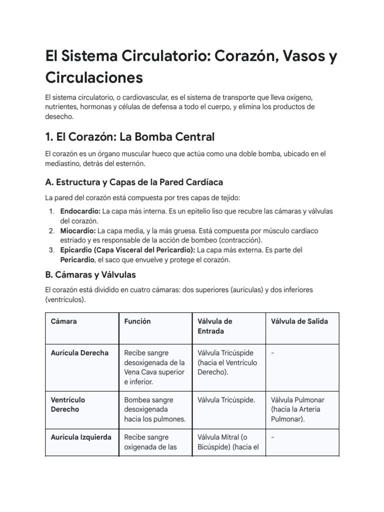 Sistema Circulatorio | PDF | Corazón | Sistema circulatorio