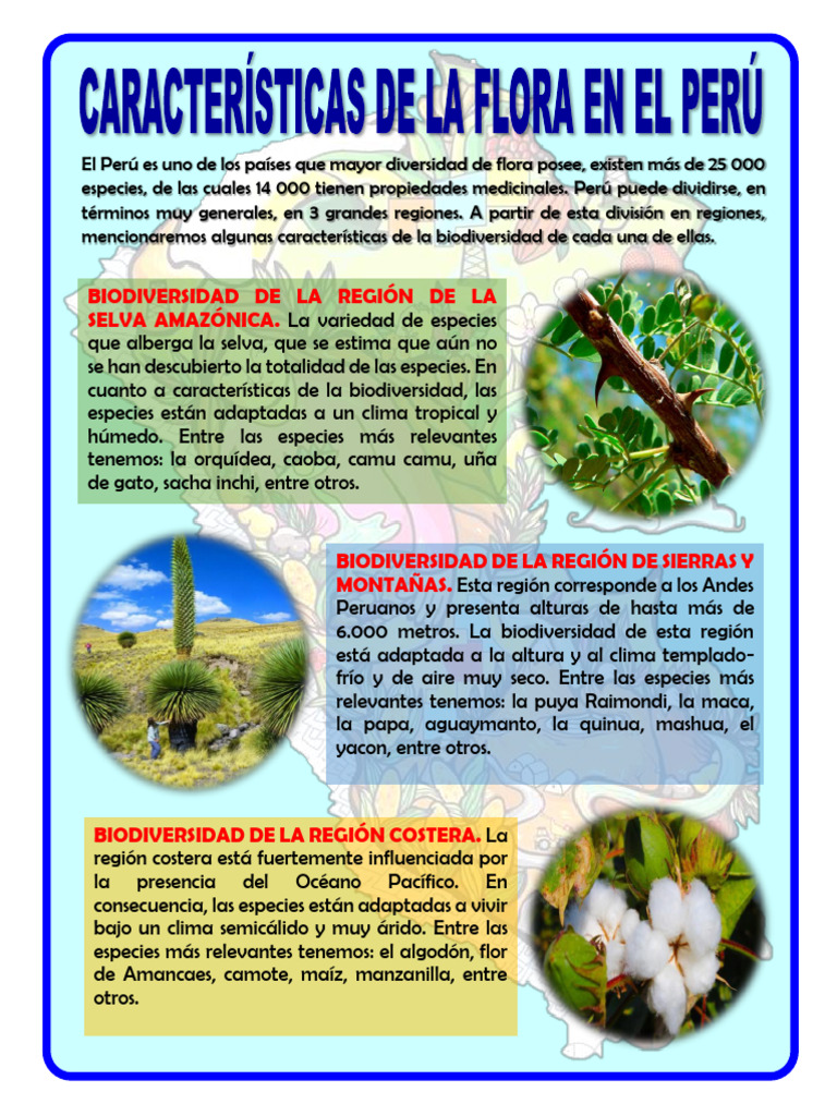 Flora Del Peru Infografia | PDF