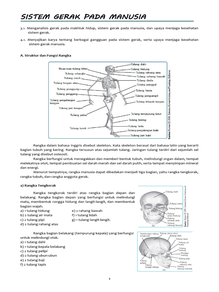 Struktur dan Fungsi Sistem Gerak Manusia | PDF