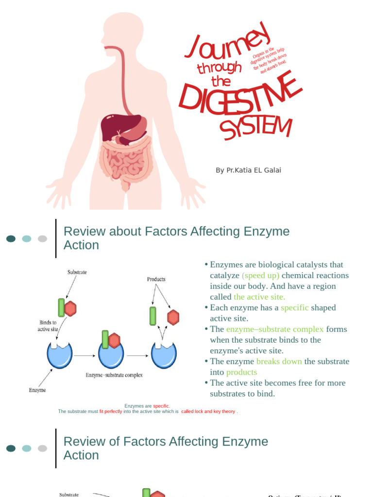 Lecture On Digestive Enzymes | PDF | Digestion | Stomach