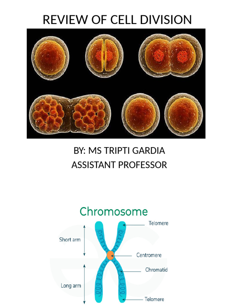 Review of Cell Division | PDF