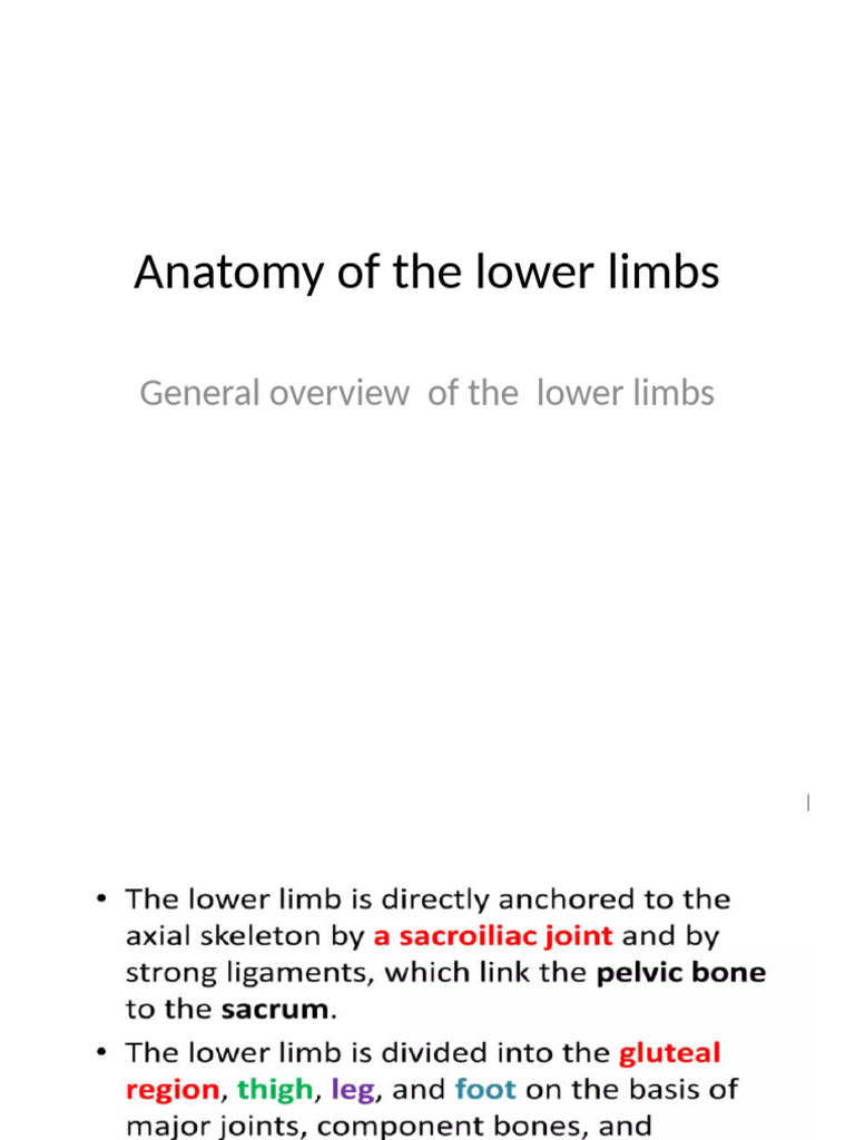 Anatomy of the Lower Limbs | PDF