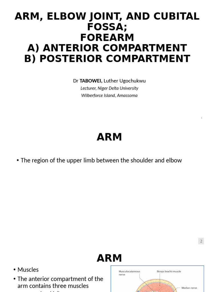 Forearm Joint Types Explained | PDF | Arm | Elbow