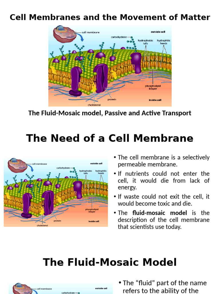 Cell Membrane Functions and Transport Methods | PDF | Cell Membrane ...