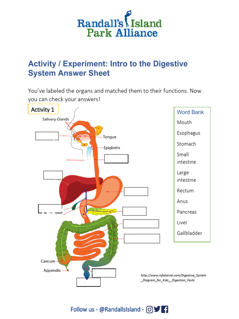 Digestive System Activity Answer Sheet | PDF | Digestion ...