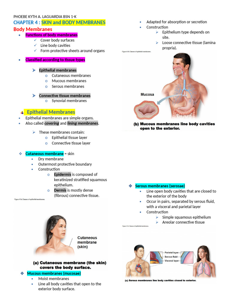 Anaphysio Notes Chapter 4 | PDF | Integumentary System | Skin