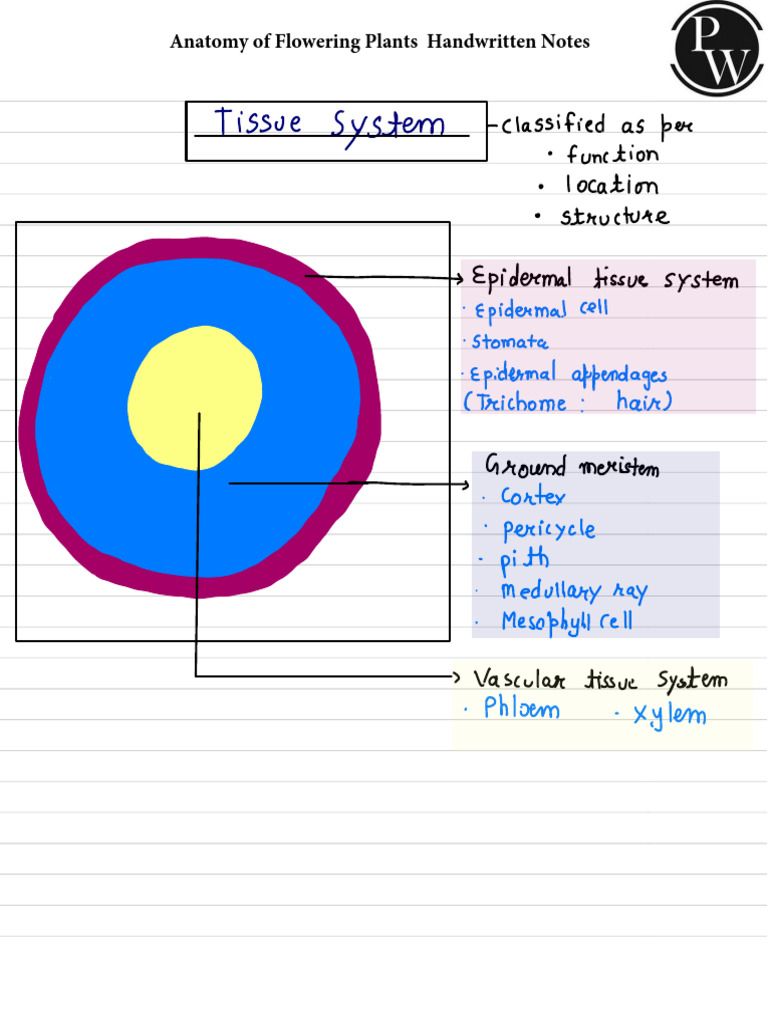 Anatomy of Flowering Plants Overview | PDF | Leaf | Plants