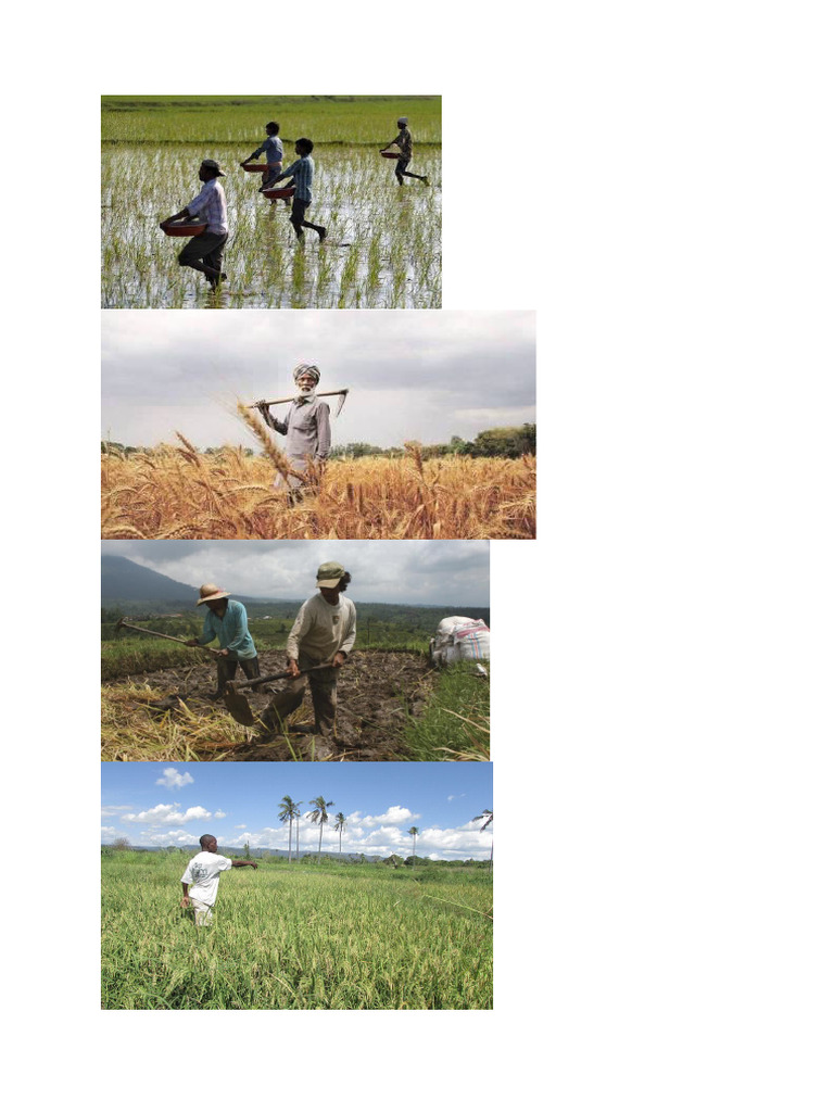 Farmer | PDF