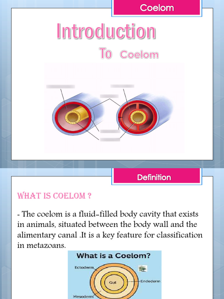Understanding Coelom: Types and Functions | PDF | Biology | Zoology