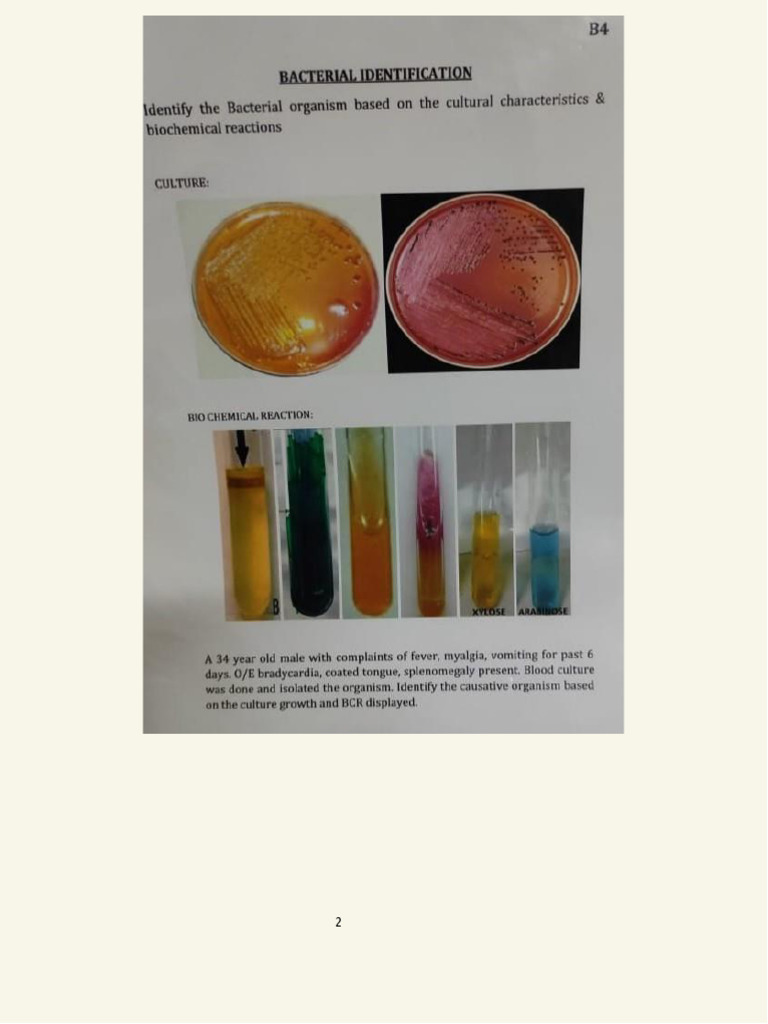 Bacterial Identification - 4,5,6 | PDF