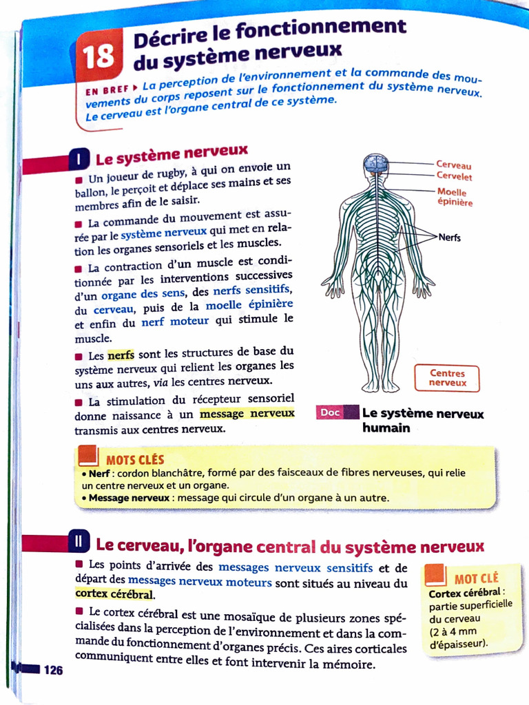 Système Nerveux | PDF