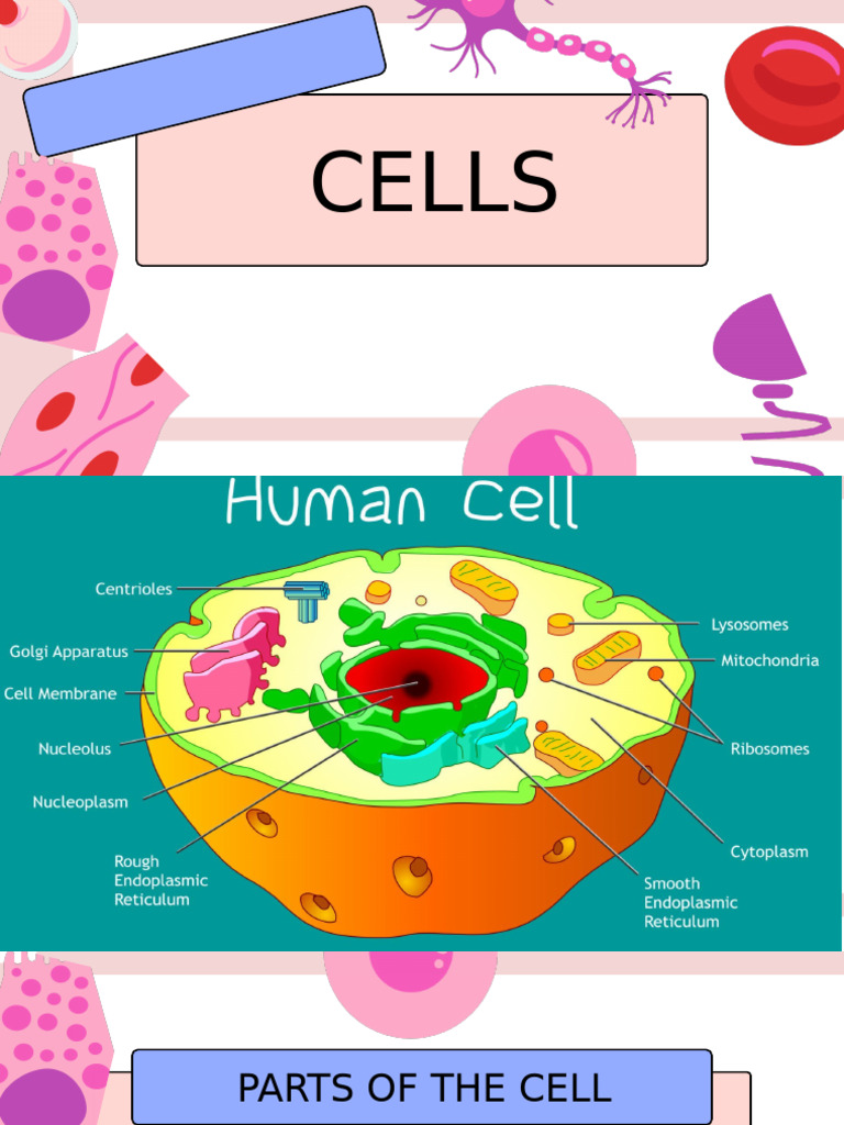 Specialized Cells Biology Presentation in A Blue and Pink Style | PDF