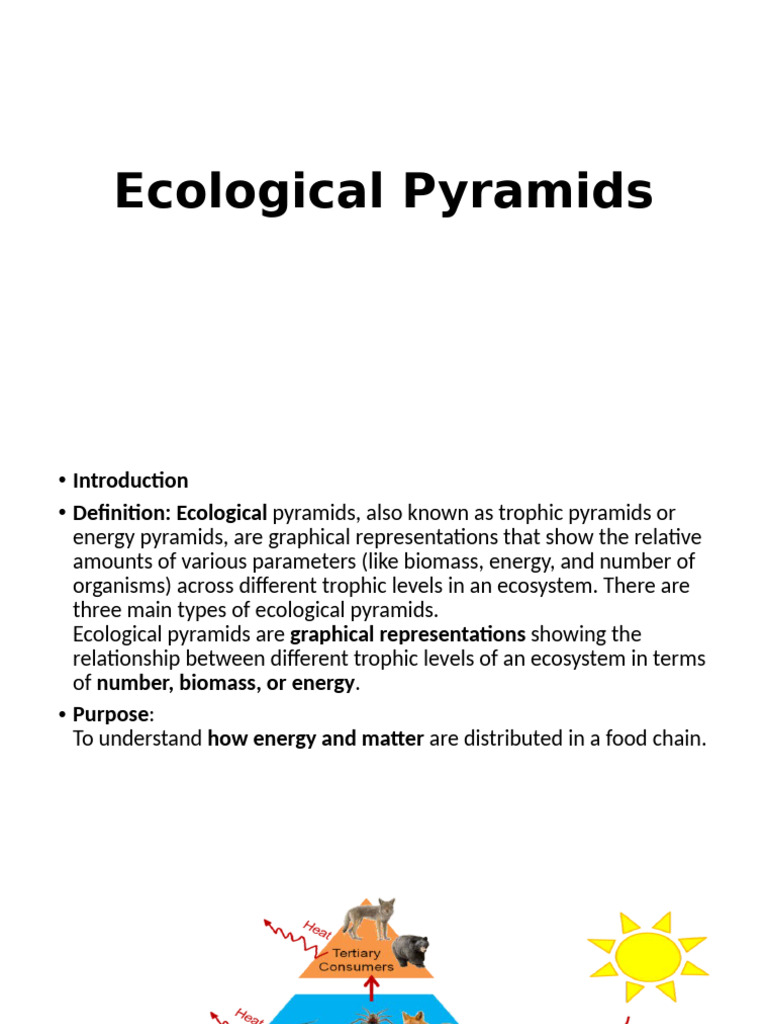 Ecological Pyramids | PDF