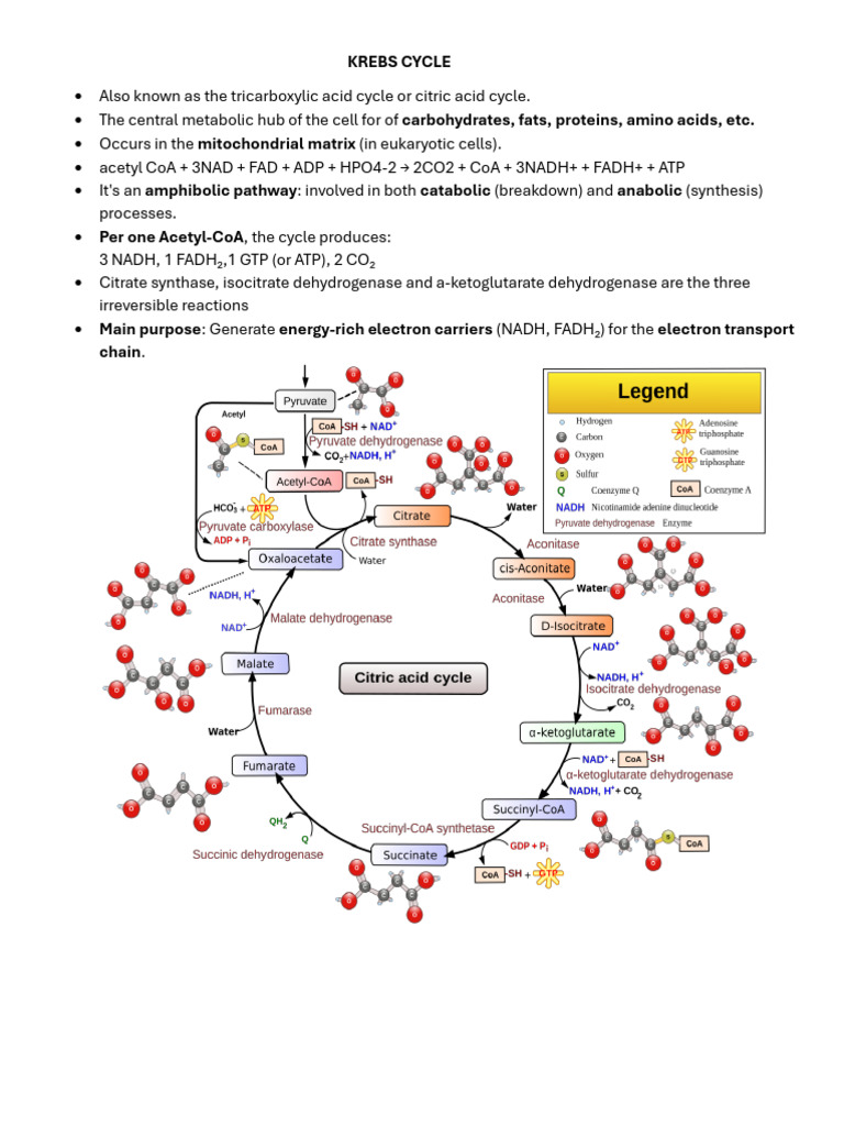 Krebs Cycle | PDF