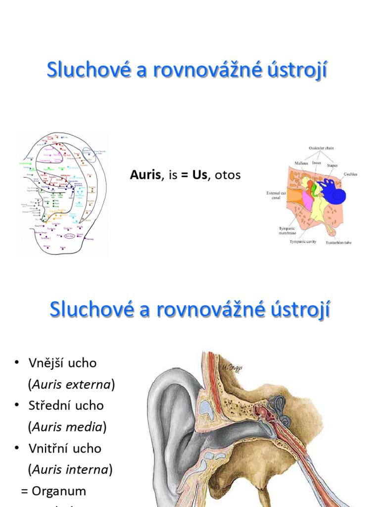 Smysly Ucho 0 | PDF