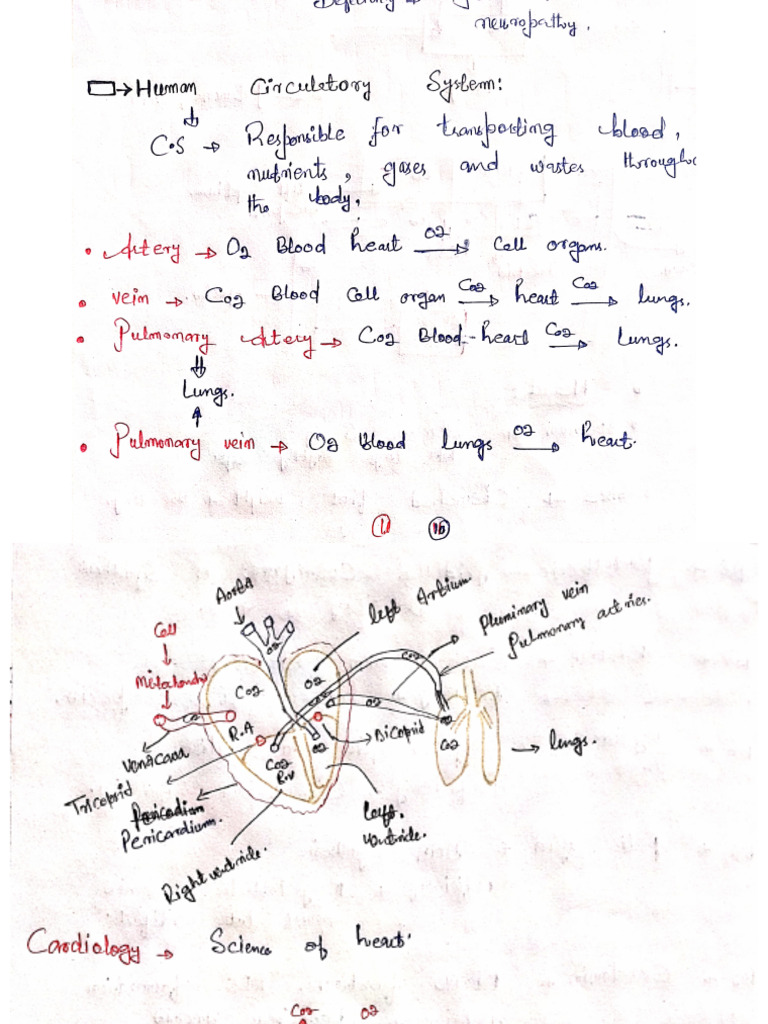 Circulatory System | PDF