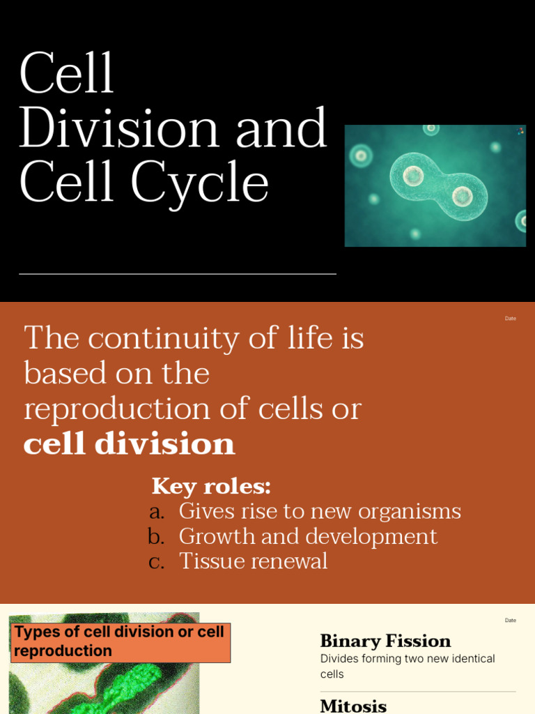 Cell Division and Cell Cycle 1 | PDF | Cell Cycle | Mitosis