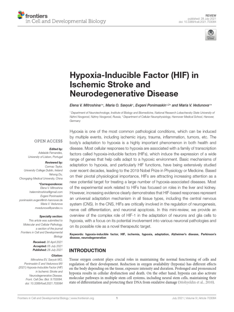 2021 - Hypoxia-Inducible Factor (HIF) in Ischemic Stroke and ...