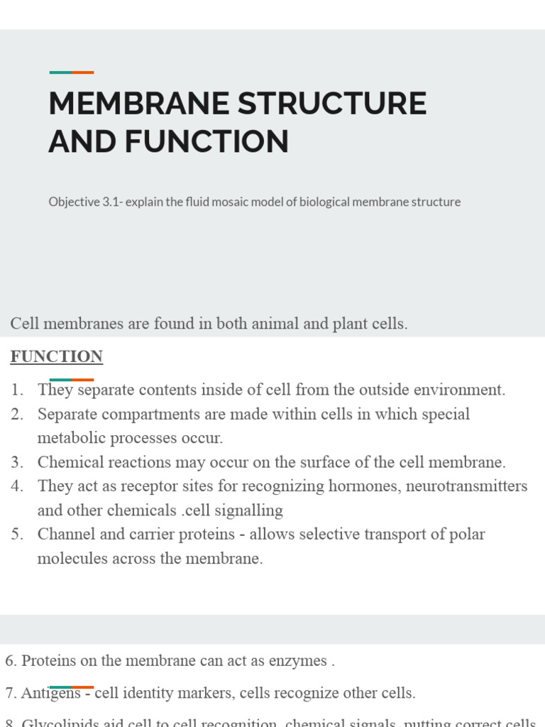 Membrane Structure and Function Explained | PDF | Cell Membrane | Lipid ...