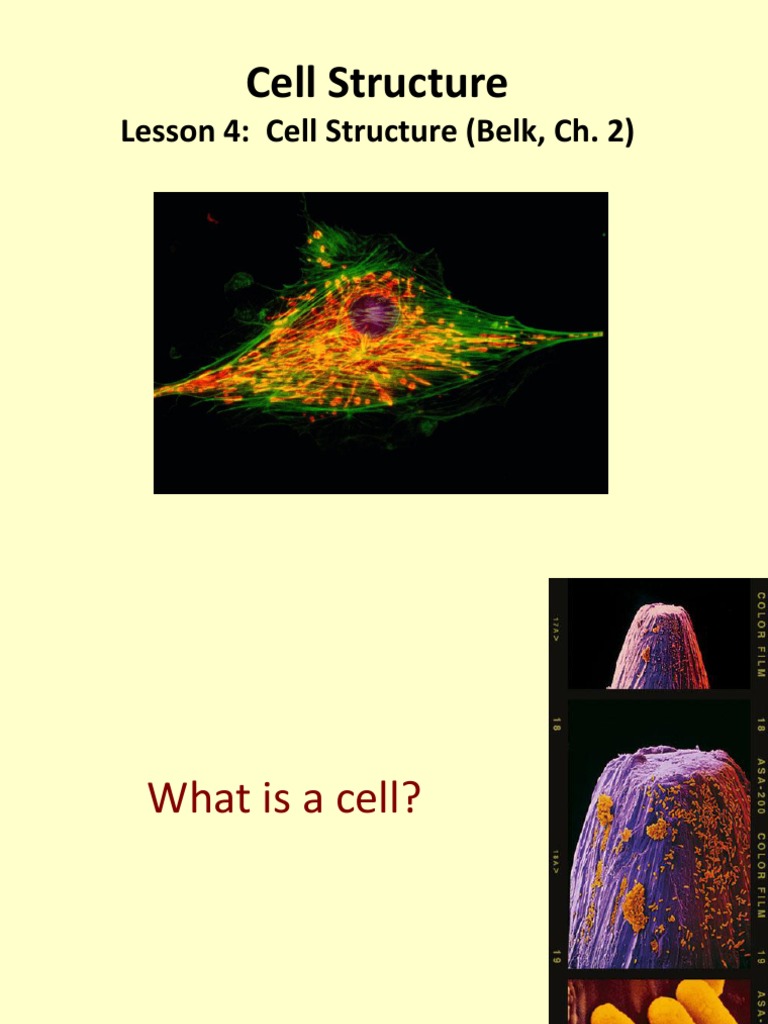 Lesson 4: Cellular Structure Overview | PDF | Cytoplasm | Cell (Biology)