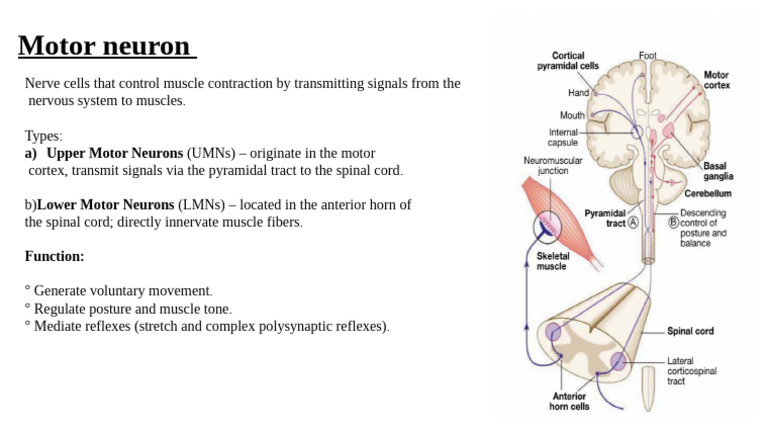 Motor Neuron | PDF