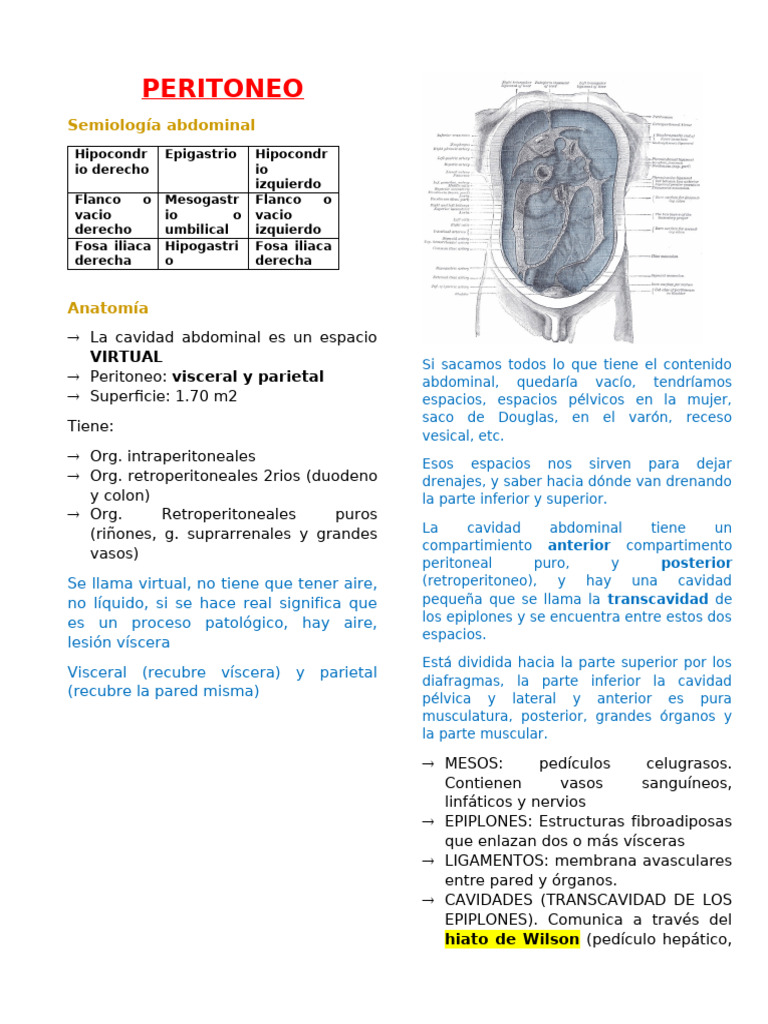 Anatomía y Fisiología del Peritoneo | PDF | Abdomen | Peritoneo