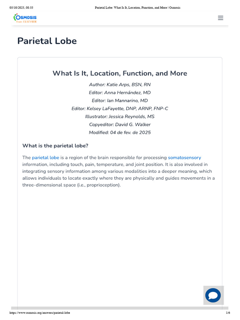 Parietal Lobe - What Is It, Location, Function, and More - Osmosis | PDF
