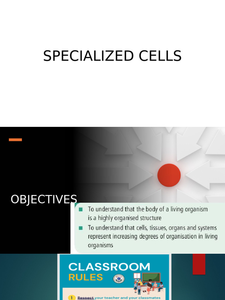 Specialized Cells | PDF