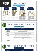Anatomía básica del perro | PDF | Vértebra | Esqueleto