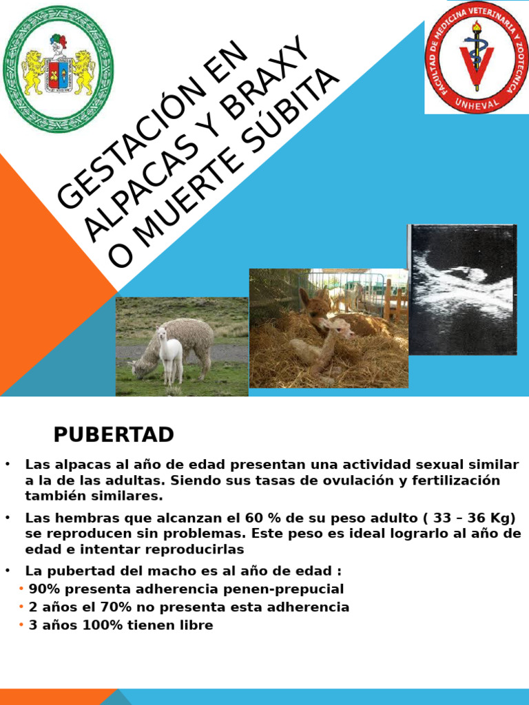 Gestación en Alpacas y Braxy o Muerte Súbita | PDF | Hembra ...