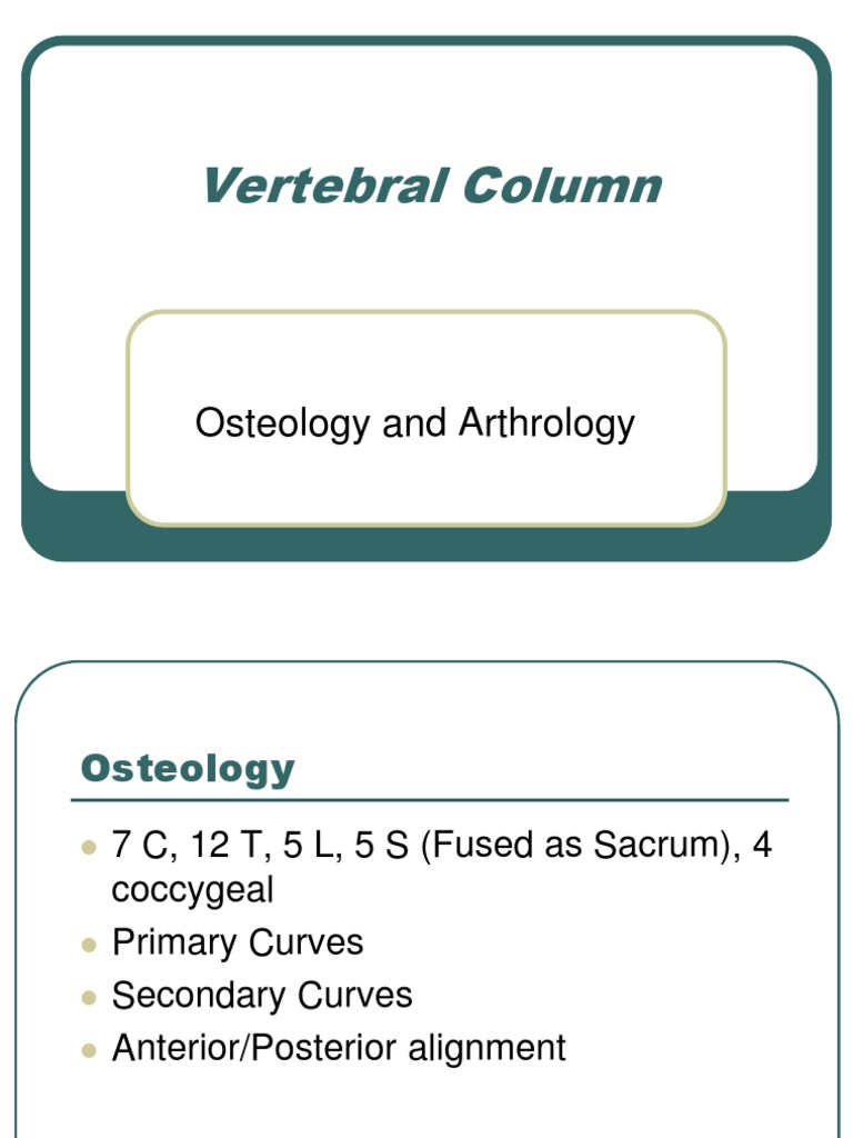Vertebral Column: Osteology & Arthrology | PDF