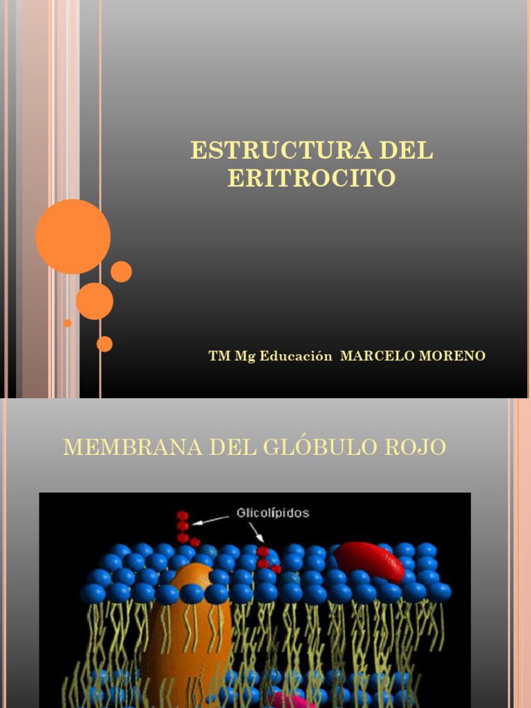 Estructura de la Membrana del Eritrocito | PDF | Membrana celular ...
