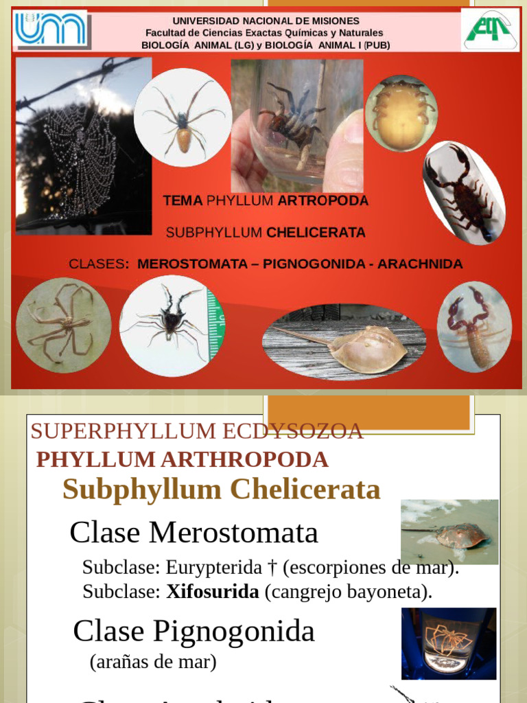 Características del Subphylum Chelicerata | PDF | Araña | Artrópodos