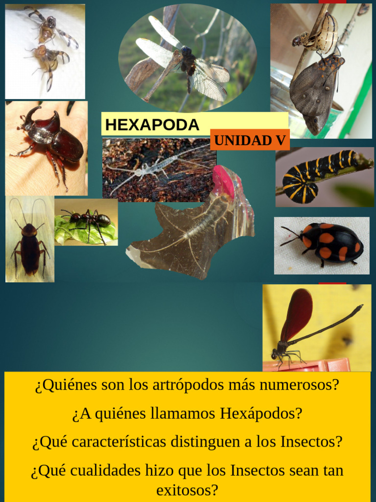 Subphyllum HEXAPODA 2025 | PDF | Insectos | Hexapoda