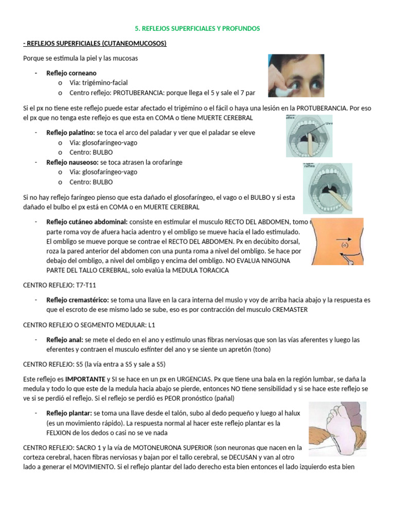 Clase 2 Neuro Reflejos Superficiales y Profundos | PDF | Médula espinal ...