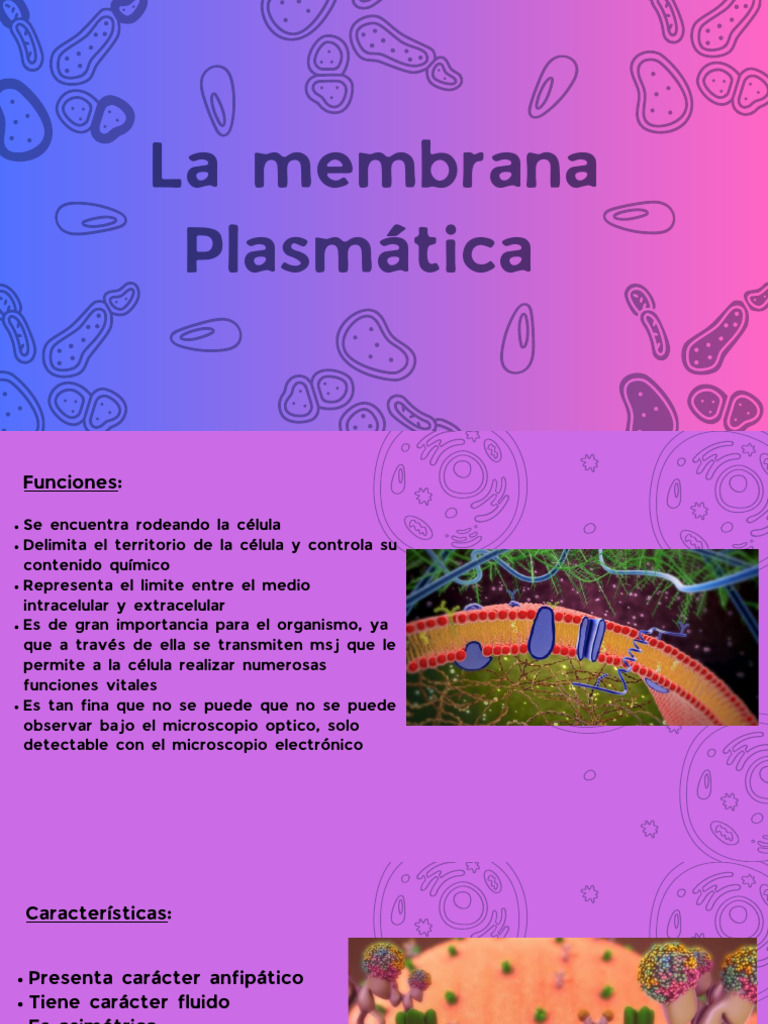 La Membrana Plasmatica | PDF | Membrana celular | Biología Celular)