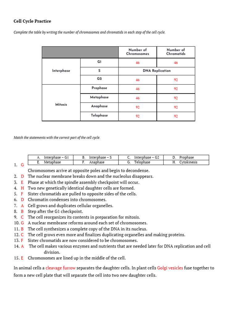 Unit 1B - The Cell Cycle Practice (Answers) | PDF | Mitosis | Chromosome