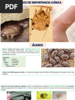 Ácaros del polvo: Dermatophagoides y Euroglyphus | PDF | Alergia