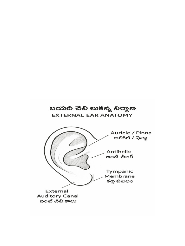External Ear Anatomy Explained | PDF