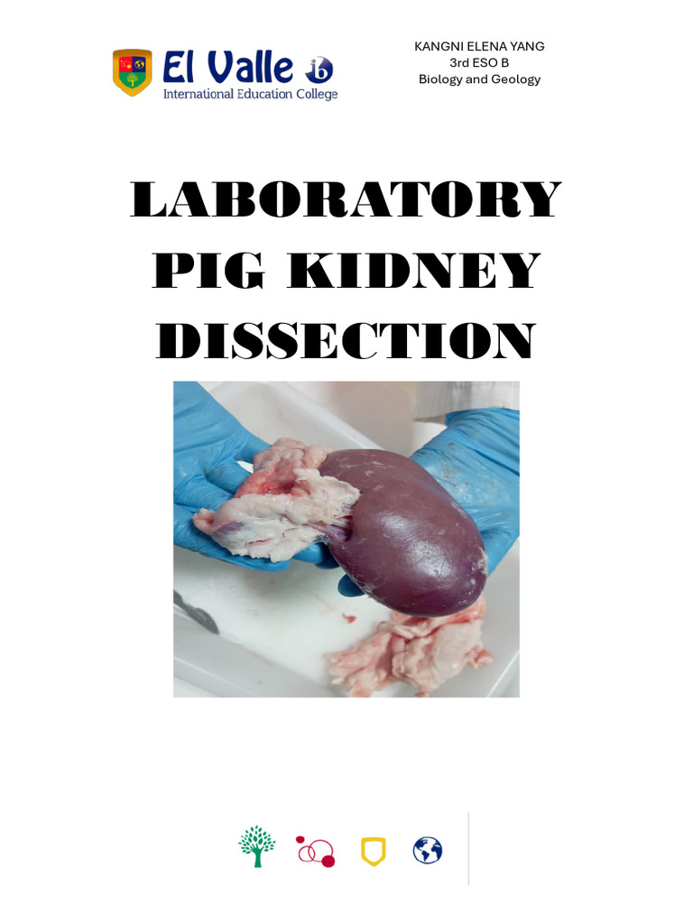 Pig Kidney Dissection Lab Report | PDF | Kidney | Urinary System